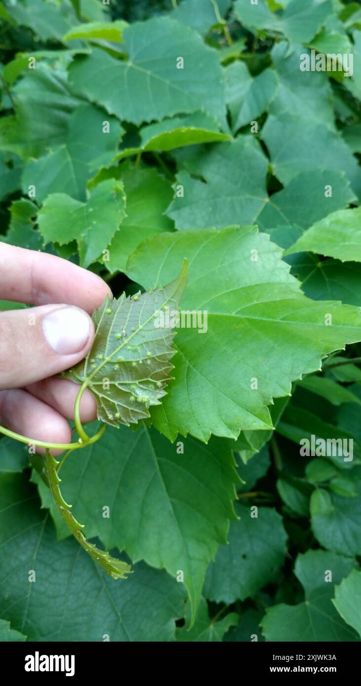 frost grape (Vitis vulpina) Plantae Stock Photo - Alamy