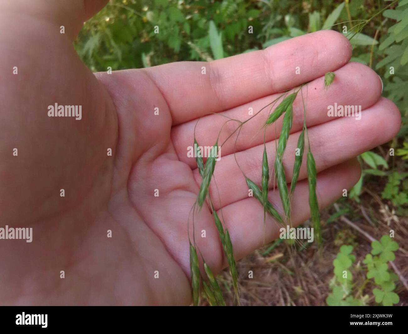 Field Brome (Bromus arvensis) Plantae Stock Photo - Alamy