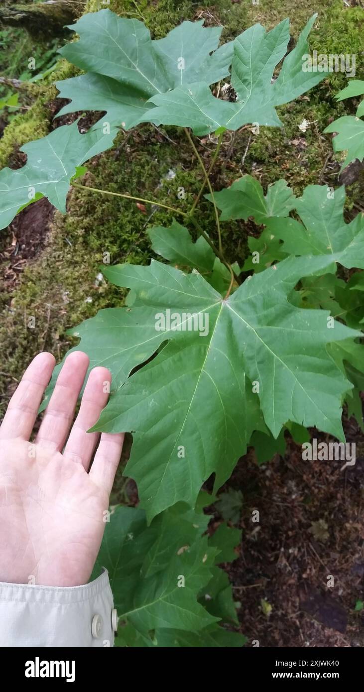 bigleaf maple (Acer macrophyllum) Plantae Stock Photo - Alamy