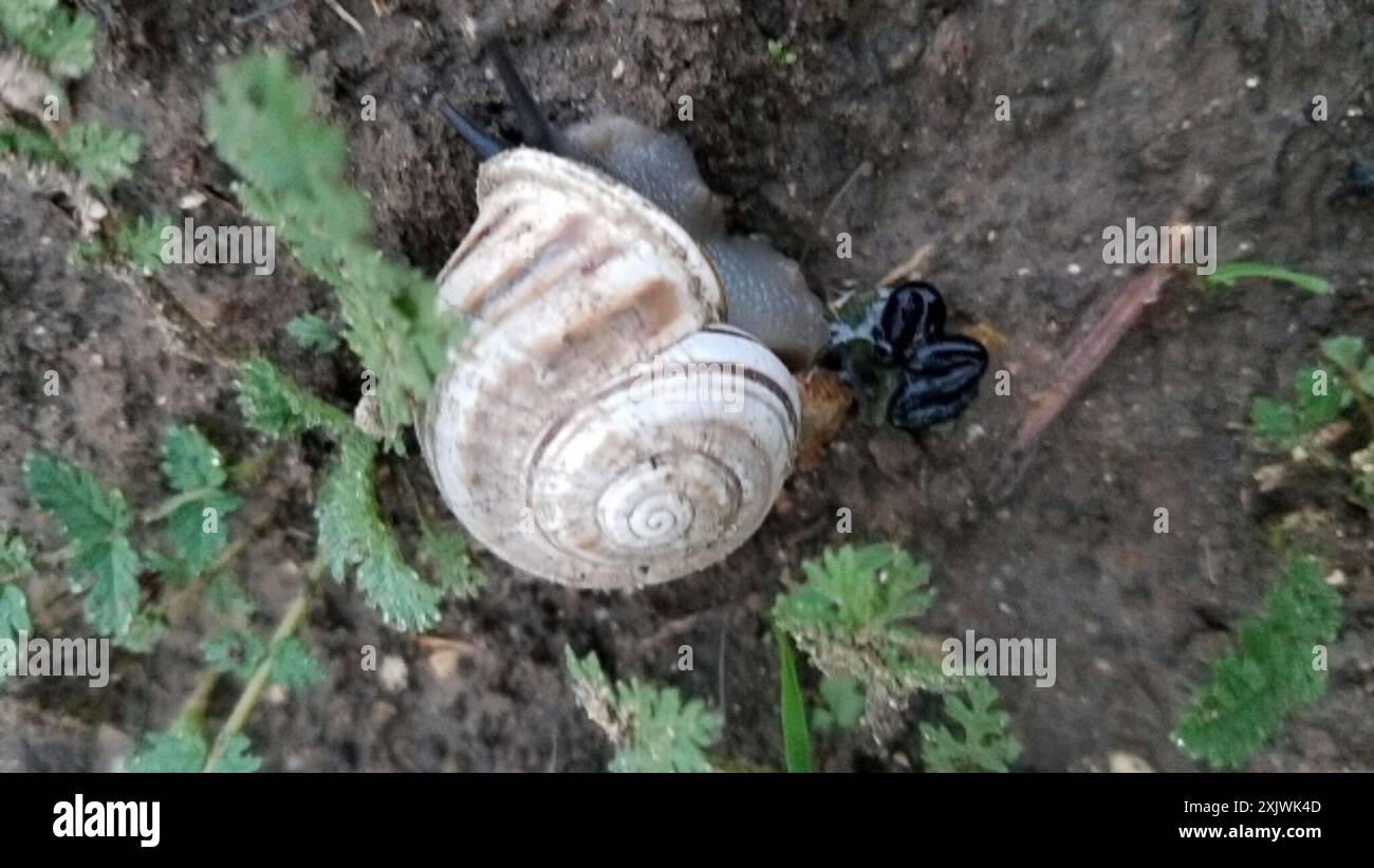 Milk Snail (Otala lactea) Mollusca Stock Photo - Alamy