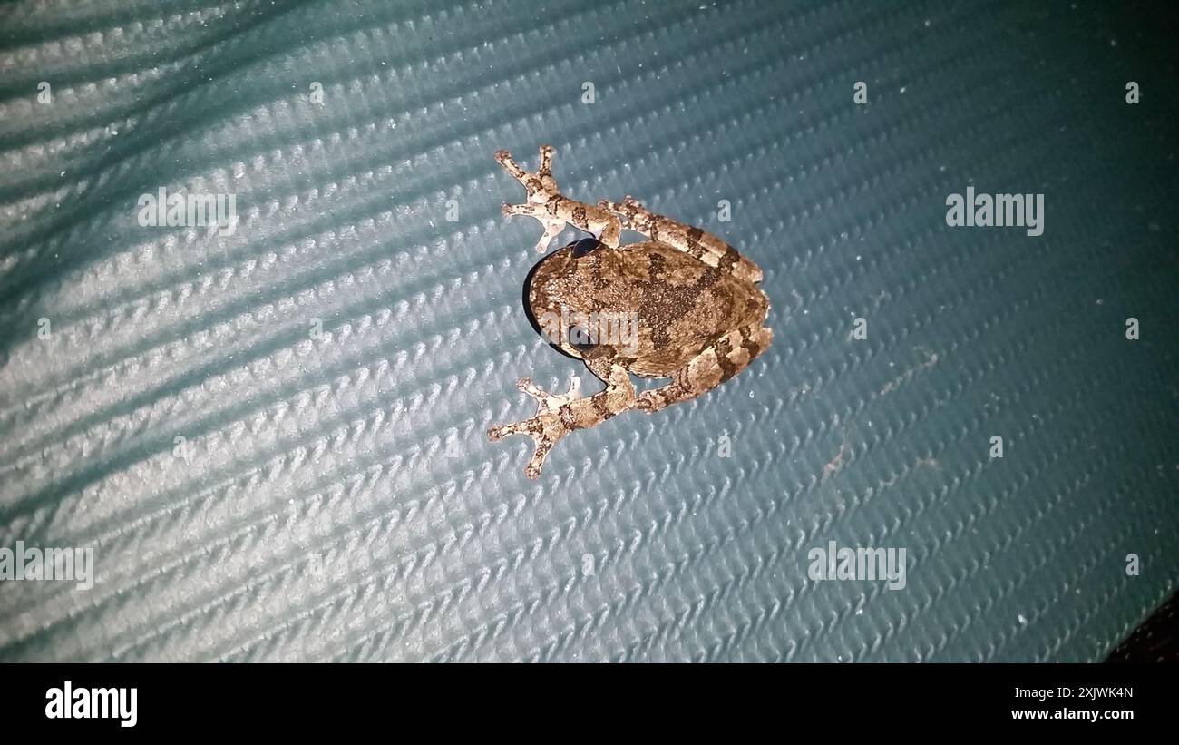 Cope's Gray Treefrog (Hyla chrysoscelis) Amphibia Stock Photo - Alamy