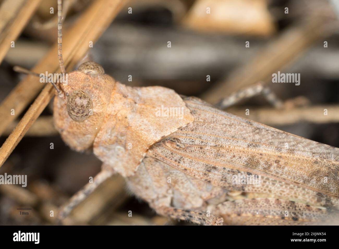 Trimerotropis verruculata suffusa hi-res stock photography and images ...