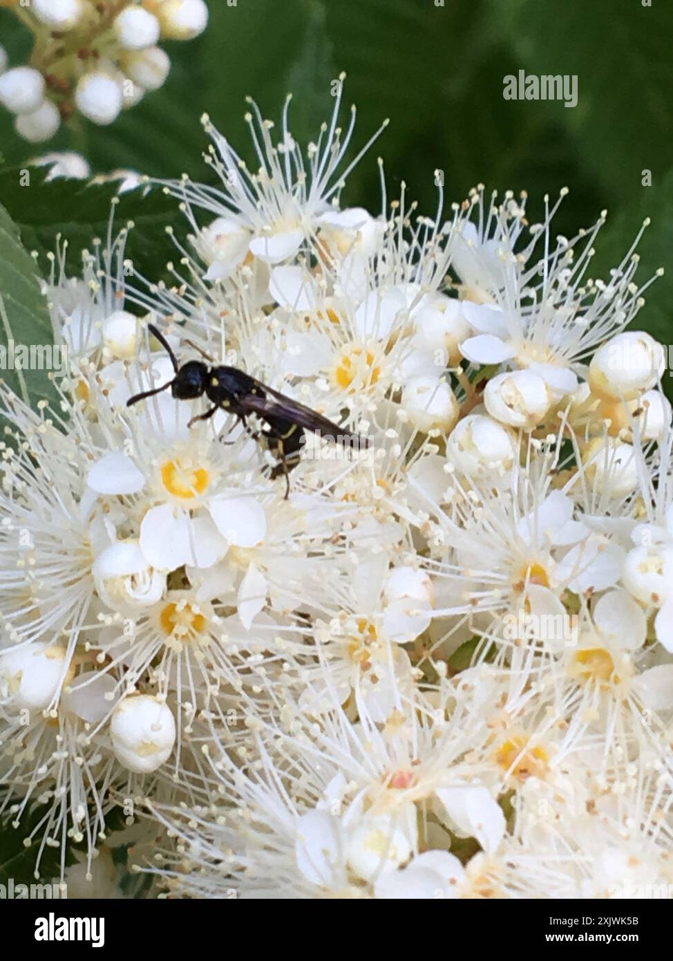 Canadian Potter Wasp (Symmorphus canadensis) Insecta Stock Photo - Alamy