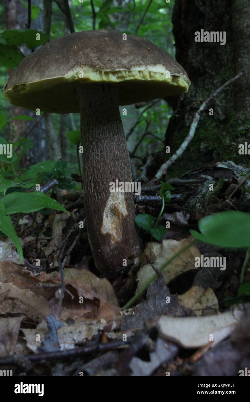 (Boletus variipes fagicola) Fungi Stock Photo - Alamy