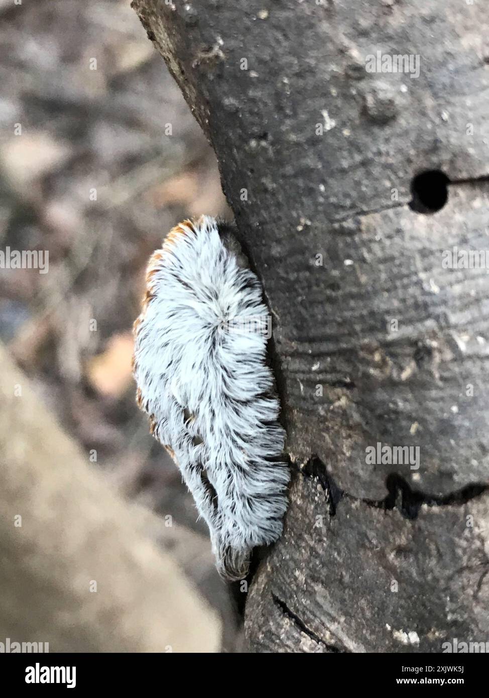 Southern Flannel Moth (Megalopyge opercularis) Insecta Stock Photo - Alamy