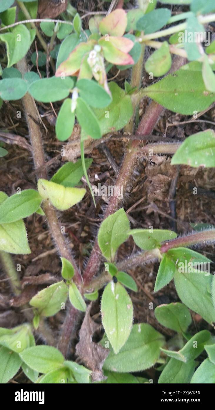 Tropical Mexican Clover (Richardia brasiliensis) Plantae Stock Photo ...