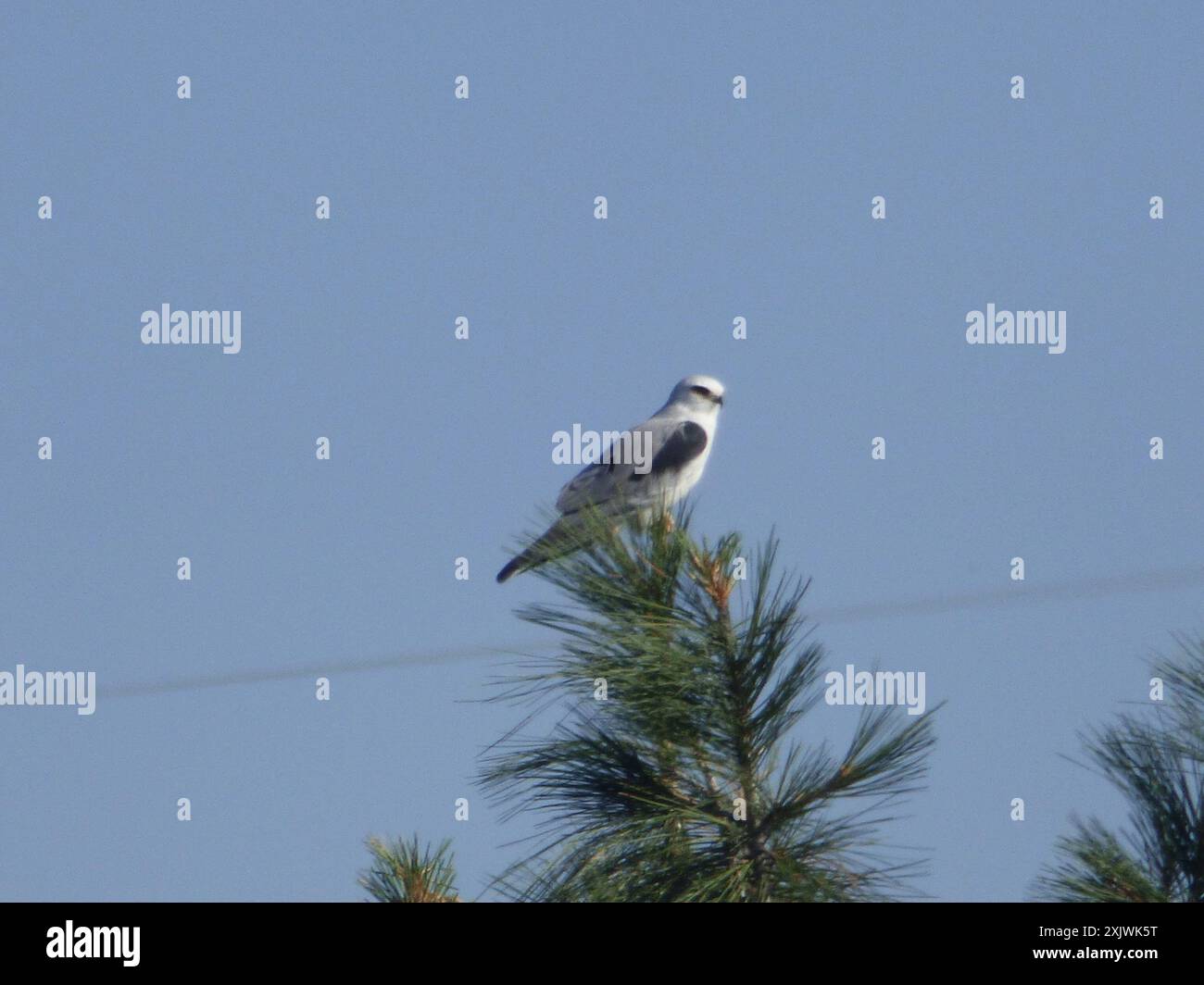 White-tailed Kite (Elanus leucurus) Aves Stock Photo - Alamy