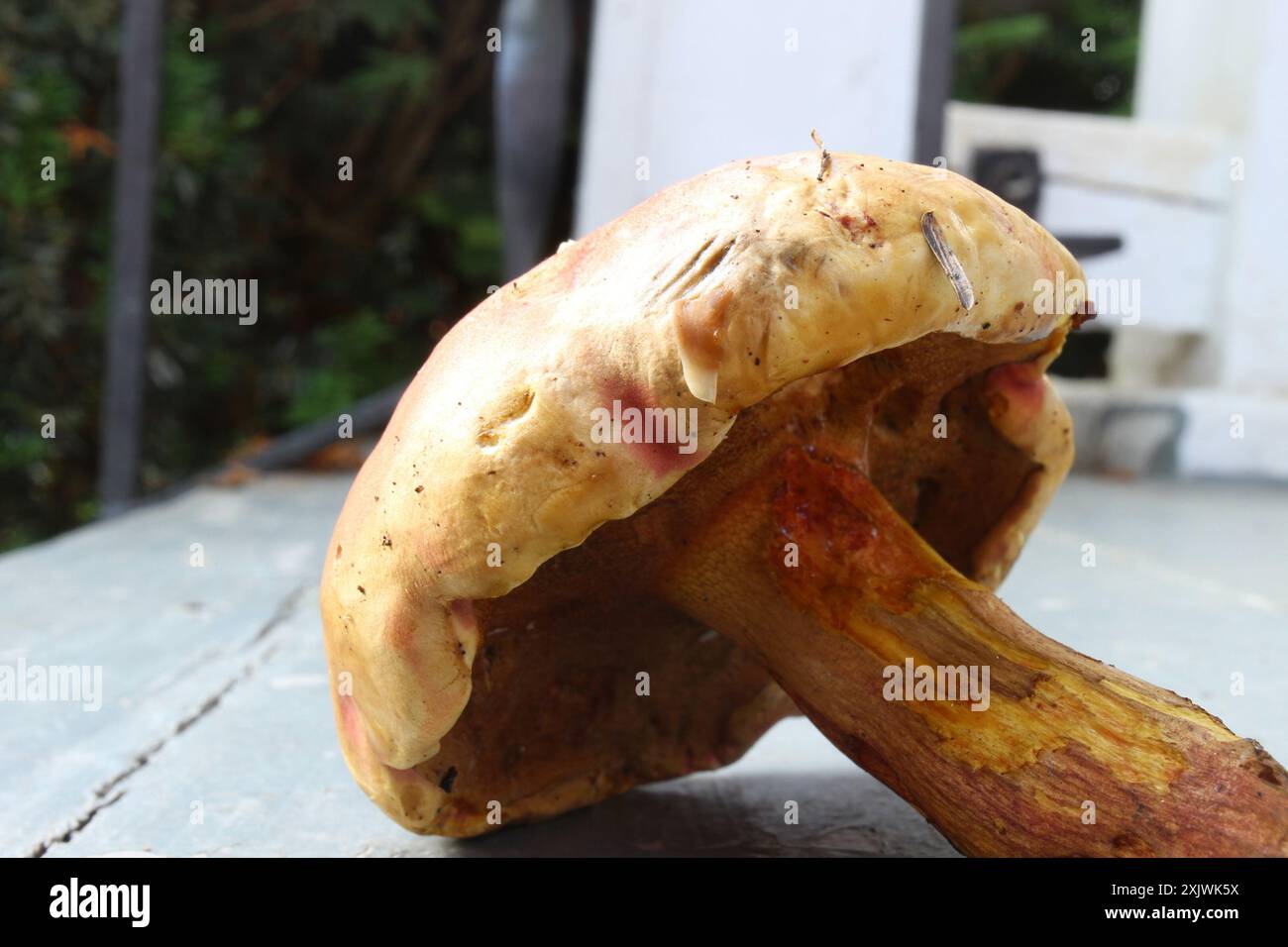 Bouillon Bolete (Lanmaoa pallidorosea) Fungi Stock Photo - Alamy