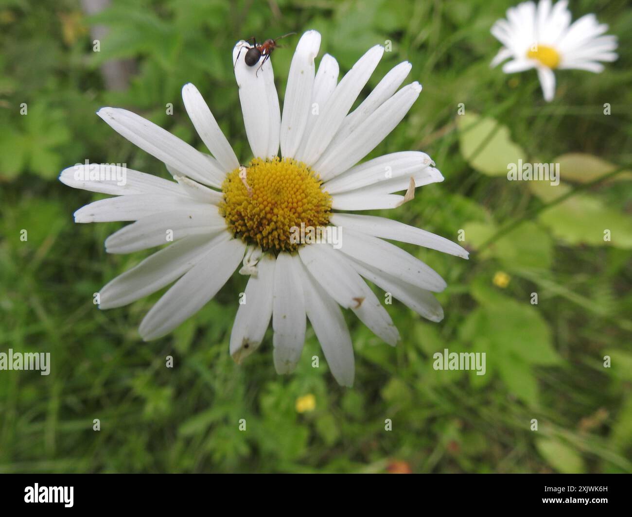 oxeye daisy (Leucanthemum vulgare) Plantae Stock Photo - Alamy