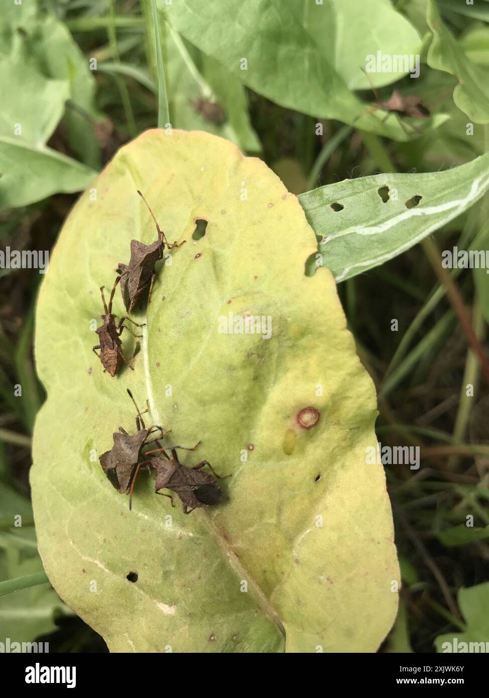 Dock Bug (Coreus marginatus) Insecta Stock Photo - Alamy