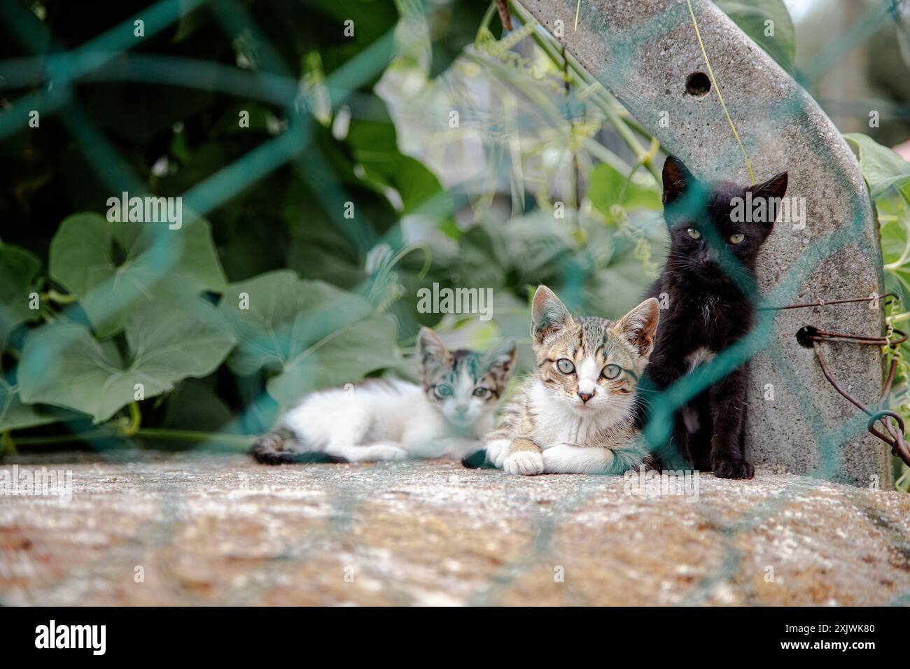 Three adorable kittens, one black and two tabby, rest together on a ...