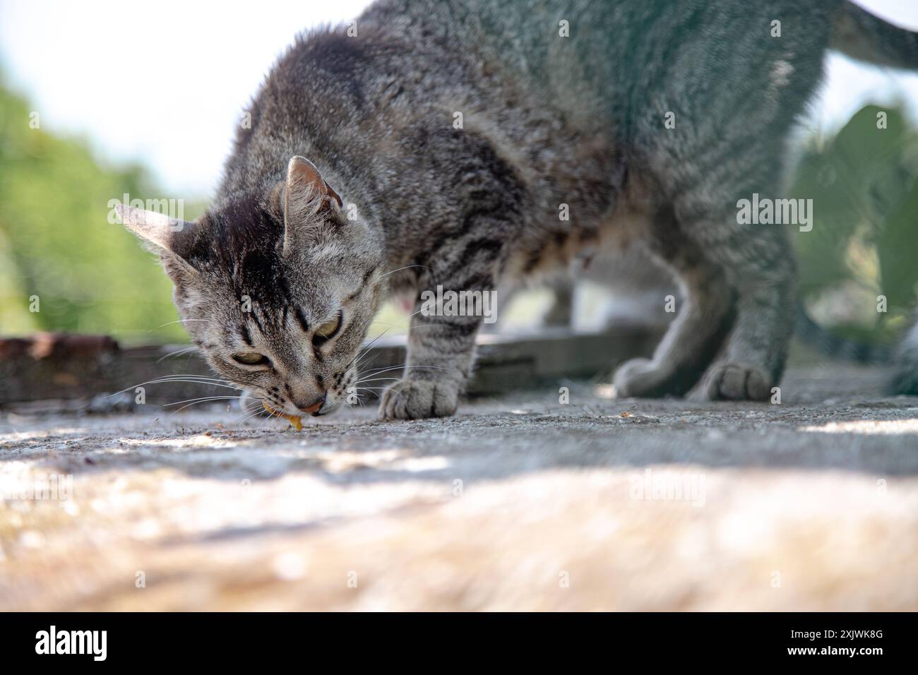 Curious cat exploring sniffing ground hi-res stock photography and ...