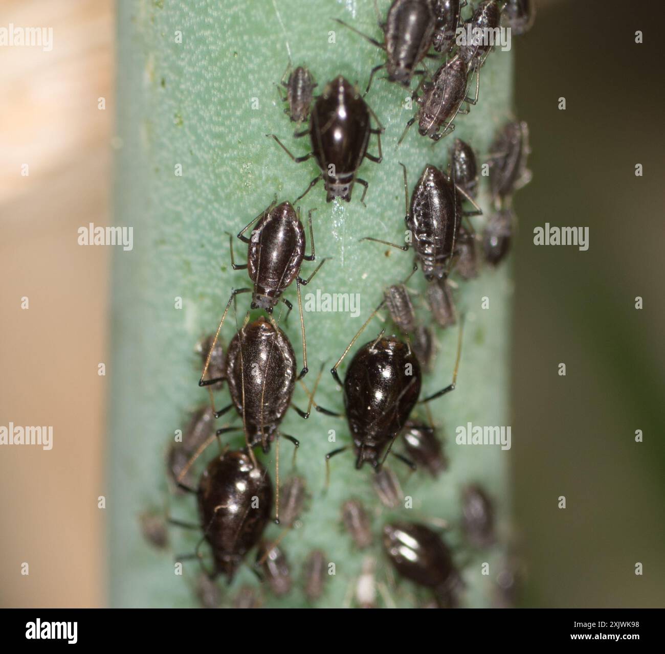 Onion Aphid (Neotoxoptera formosana) Insecta Stock Photo - Alamy