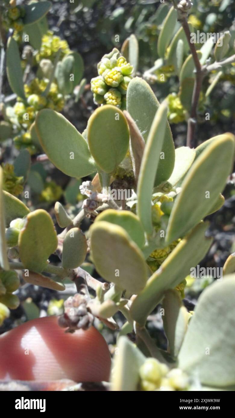 jojoba (Simmondsia chinensis) Plantae Stock Photo - Alamy
