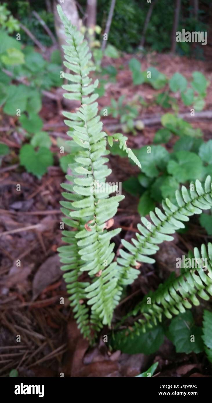 ebony spleenwort (Asplenium platyneuron) Plantae Stock Photo - Alamy