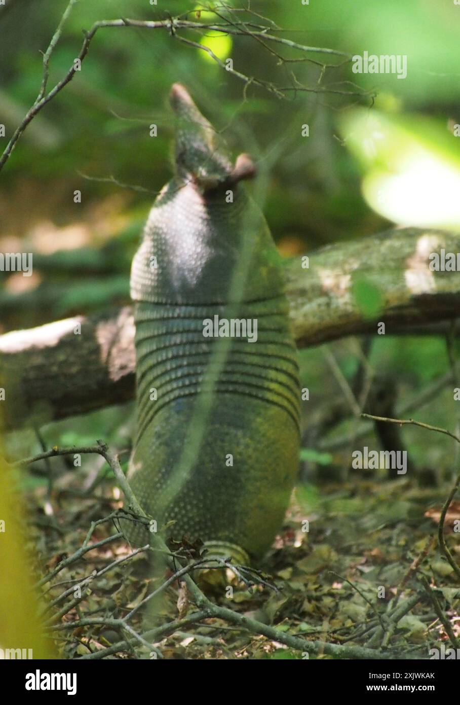 Nine-banded Armadillo (Dasypus novemcinctus) Mammalia Stock Photo - Alamy