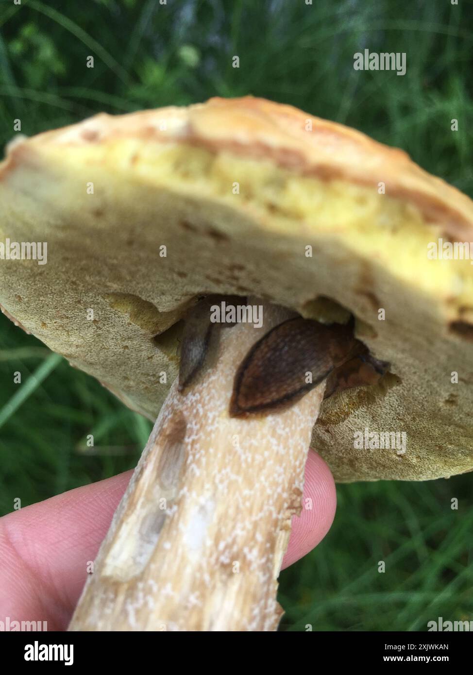 Western Dusky Slug (Arion subfuscus) Mollusca Stock Photo - Alamy