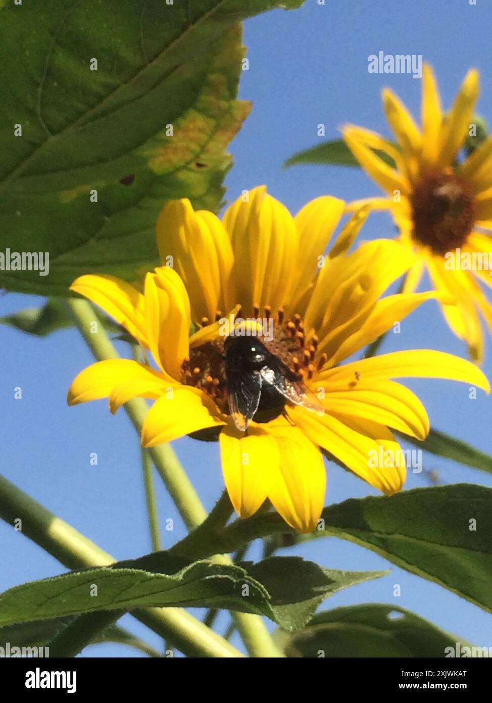 Mexican Cactus Fly (Copestylum mexicanum) Insecta Stock Photo - Alamy