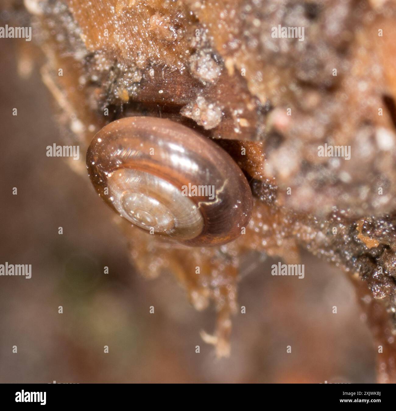 Common Land Snails and Slugs (Stylommatophora) Mollusca Stock Photo - Alamy