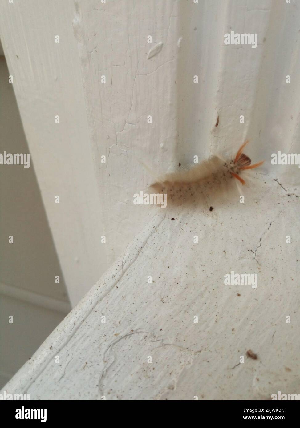 Sycamore Tussock Moth (Halysidota harrisii) Insecta Stock Photo - Alamy