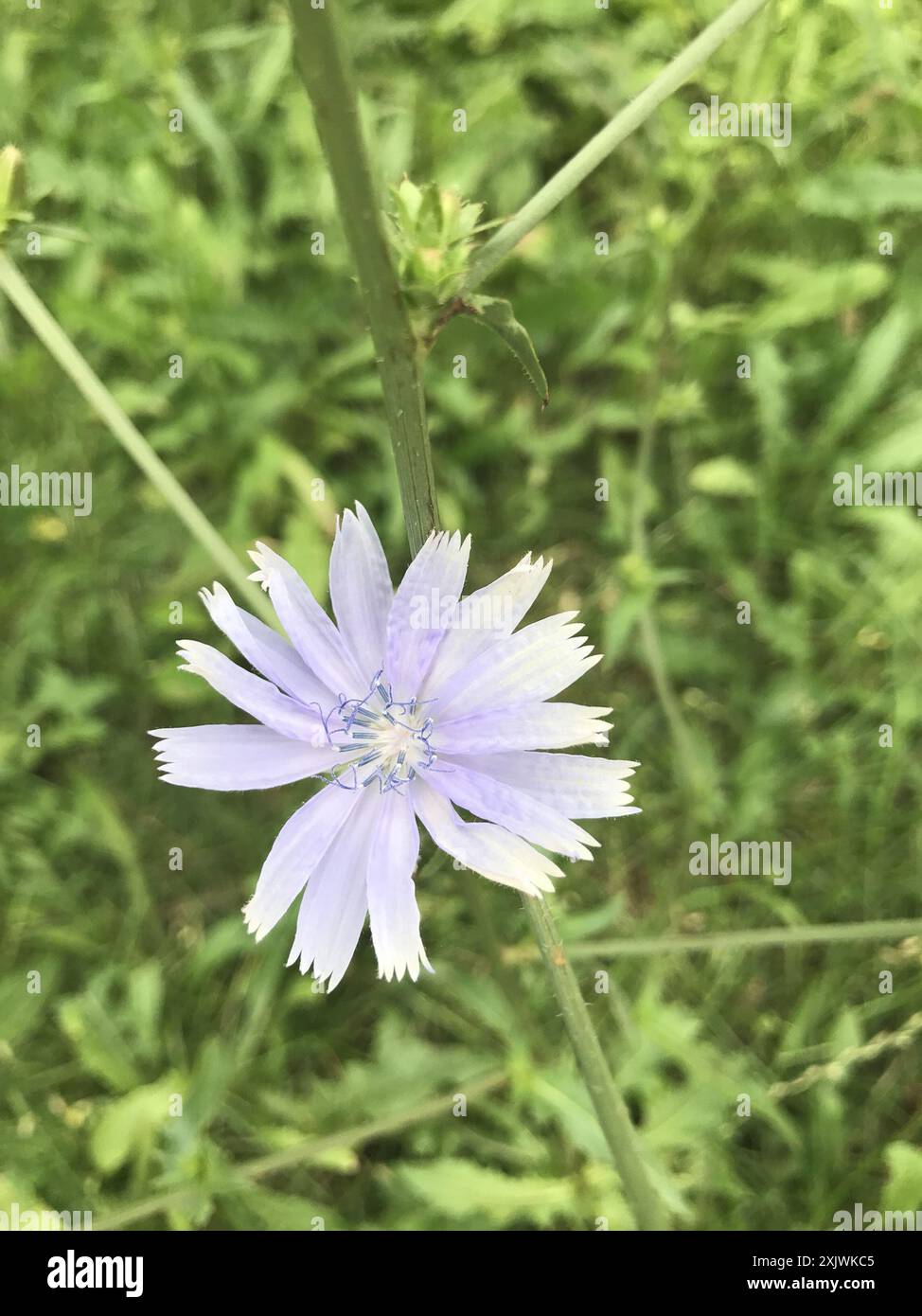 chicory (Cichorium intybus) Plantae Stock Photo - Alamy