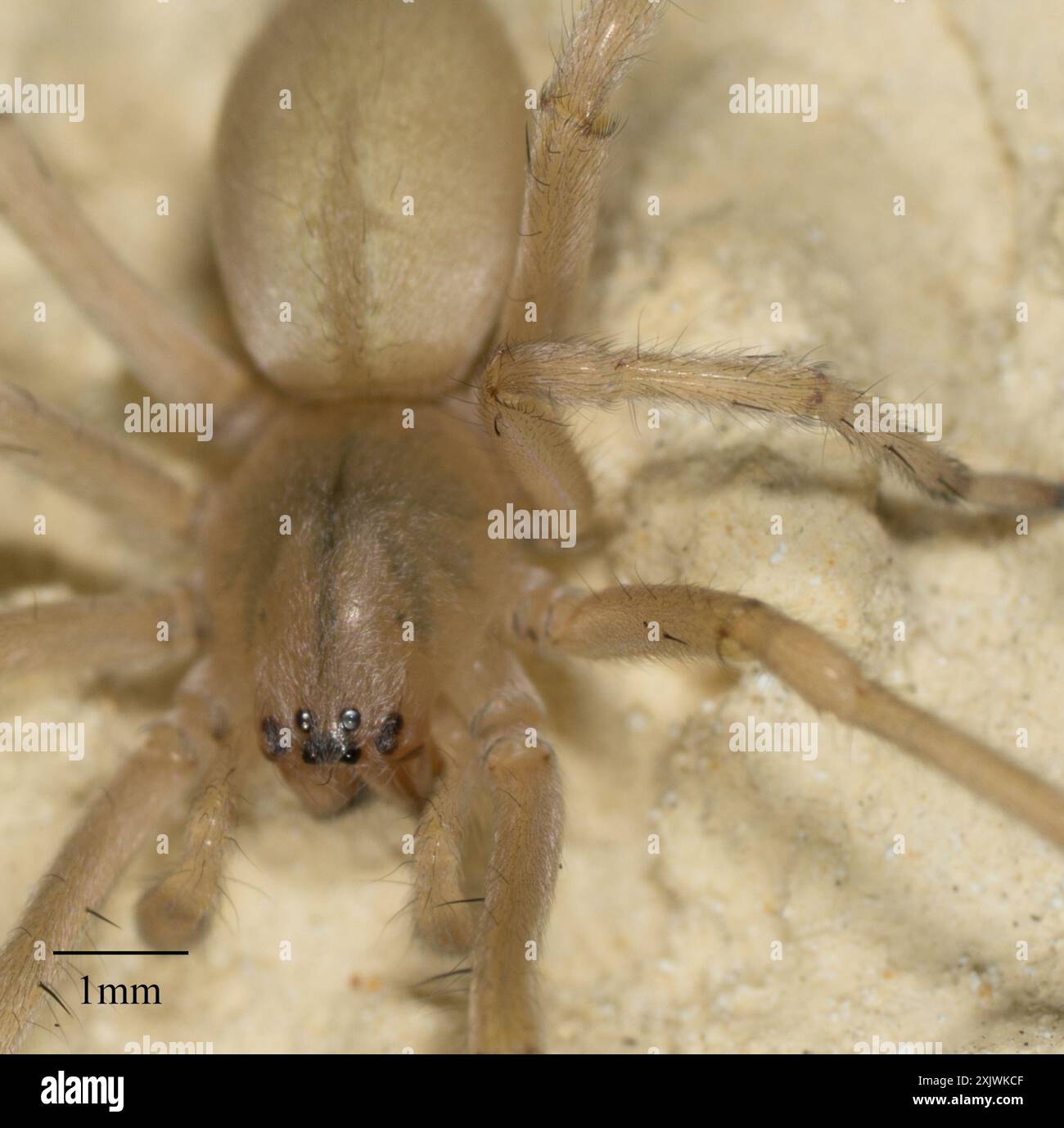 Longlegged Sac Spiders (Cheiracanthium) Arachnida Stock Photo - Alamy