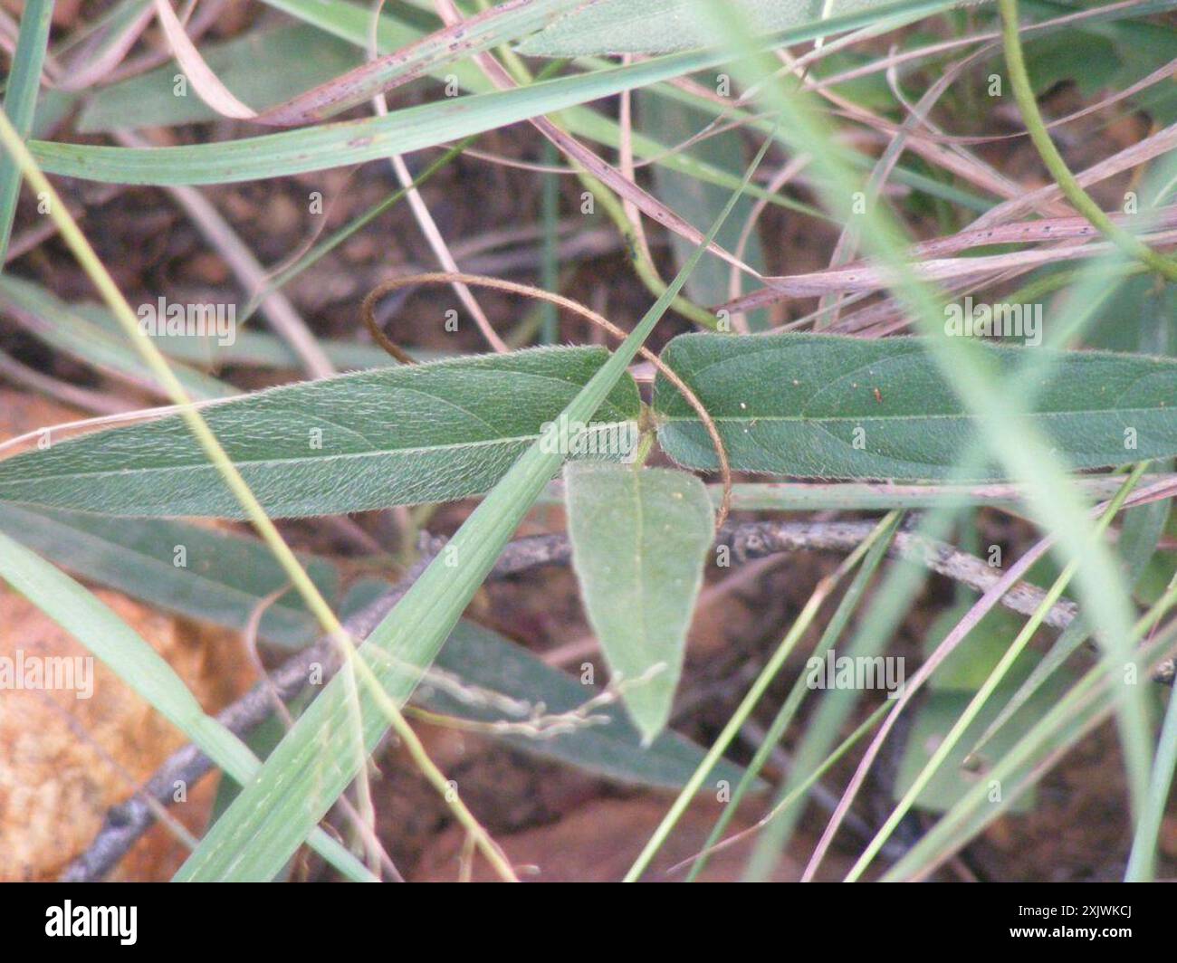 Wild-Cowpea (Vigna vexillata vexillata) Plantae Stock Photo - Alamy