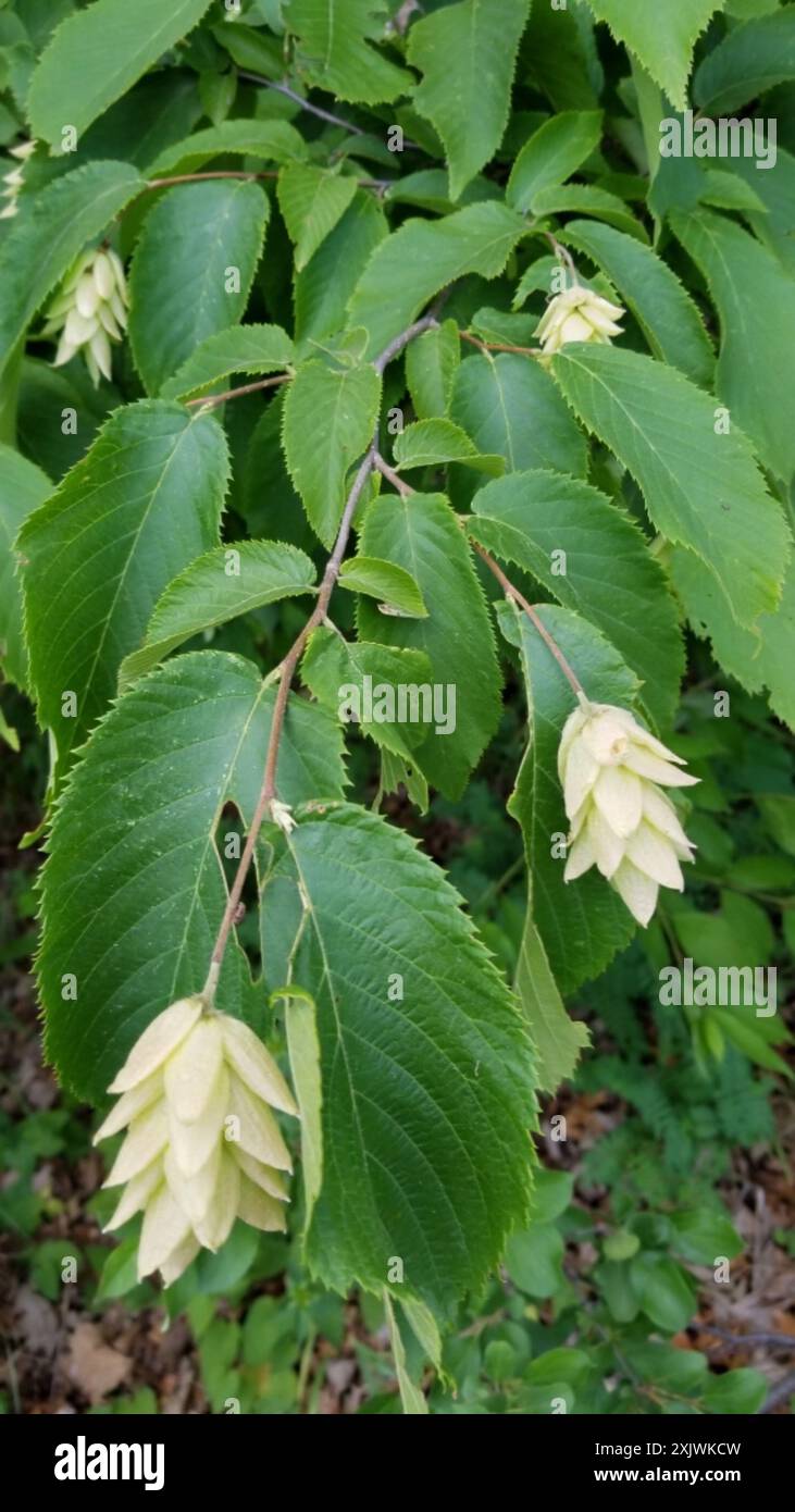 American hophornbeam (Ostrya virginiana) Plantae Stock Photo - Alamy