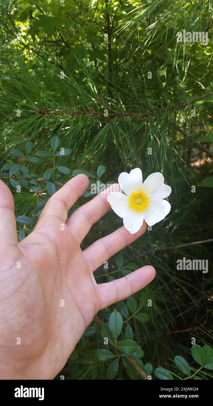 Macartney's rose (Rosa bracteata) Plantae Stock Photo - Alamy