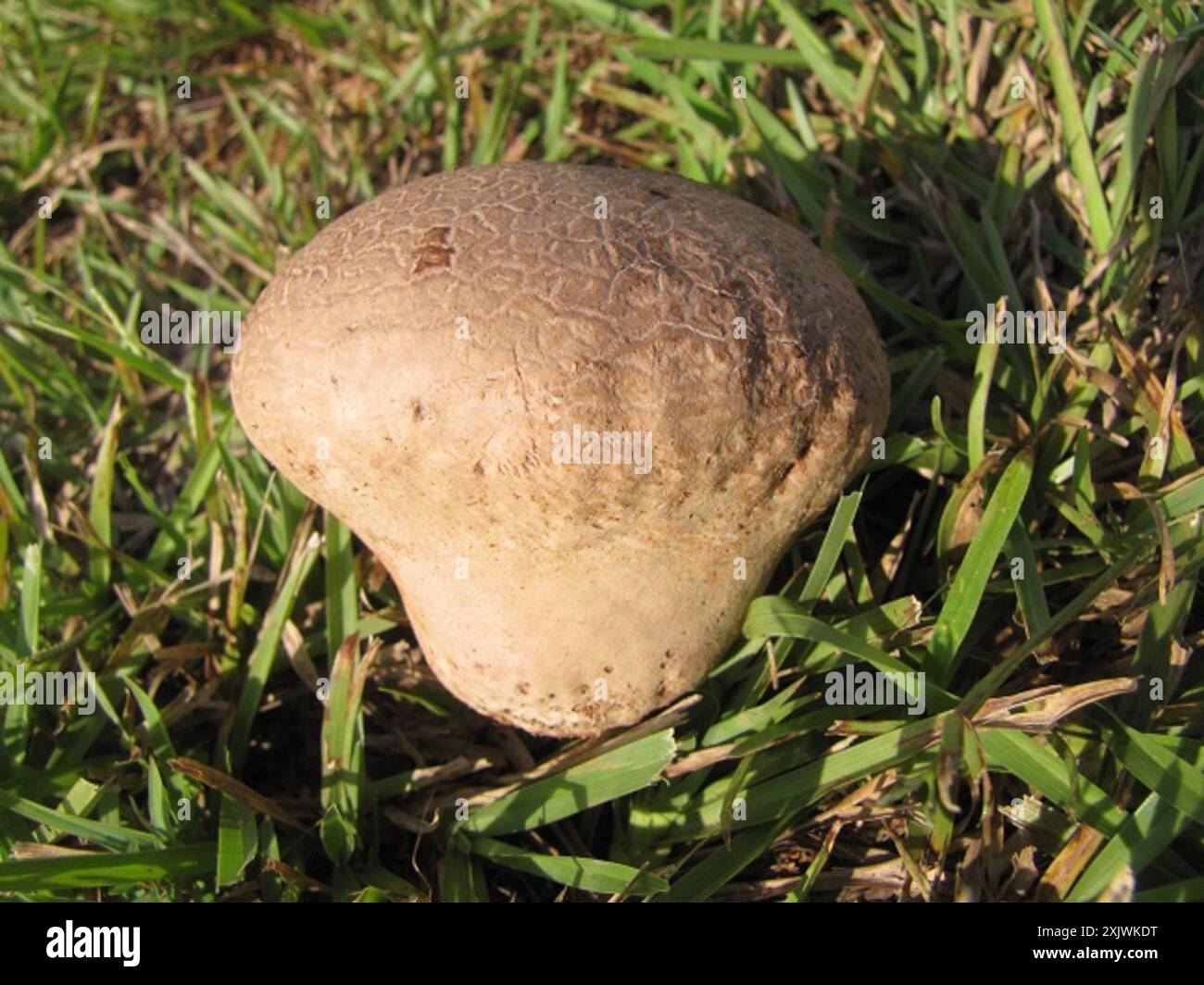 Purple-spored Puffball (Calvatia cyathiformis) Fungi Stock Photo - Alamy
