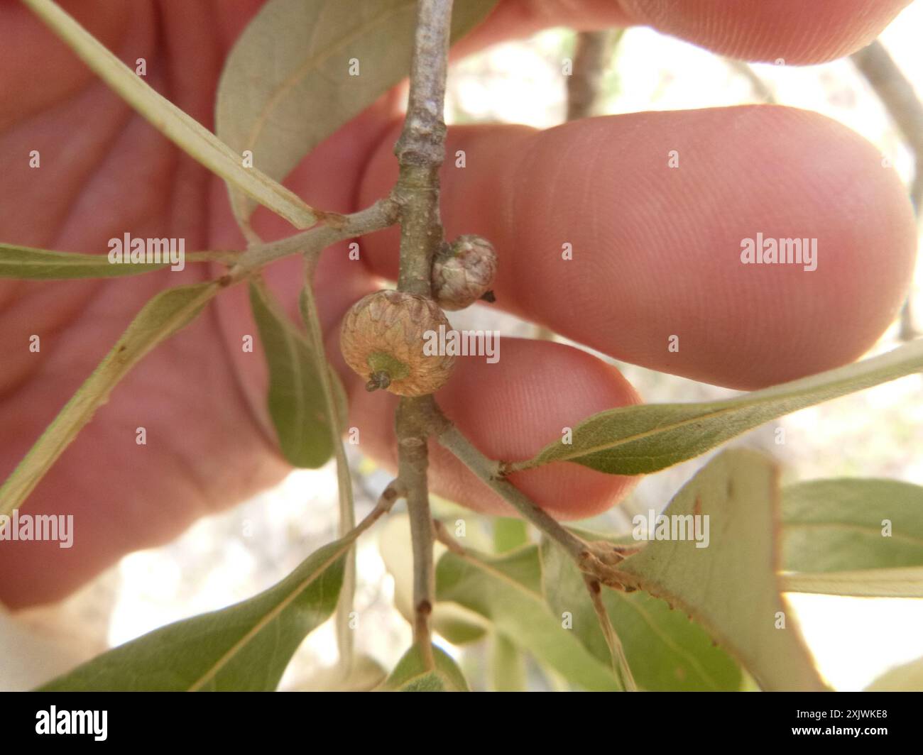 bluejack oak (Quercus incana) Plantae Stock Photo - Alamy
