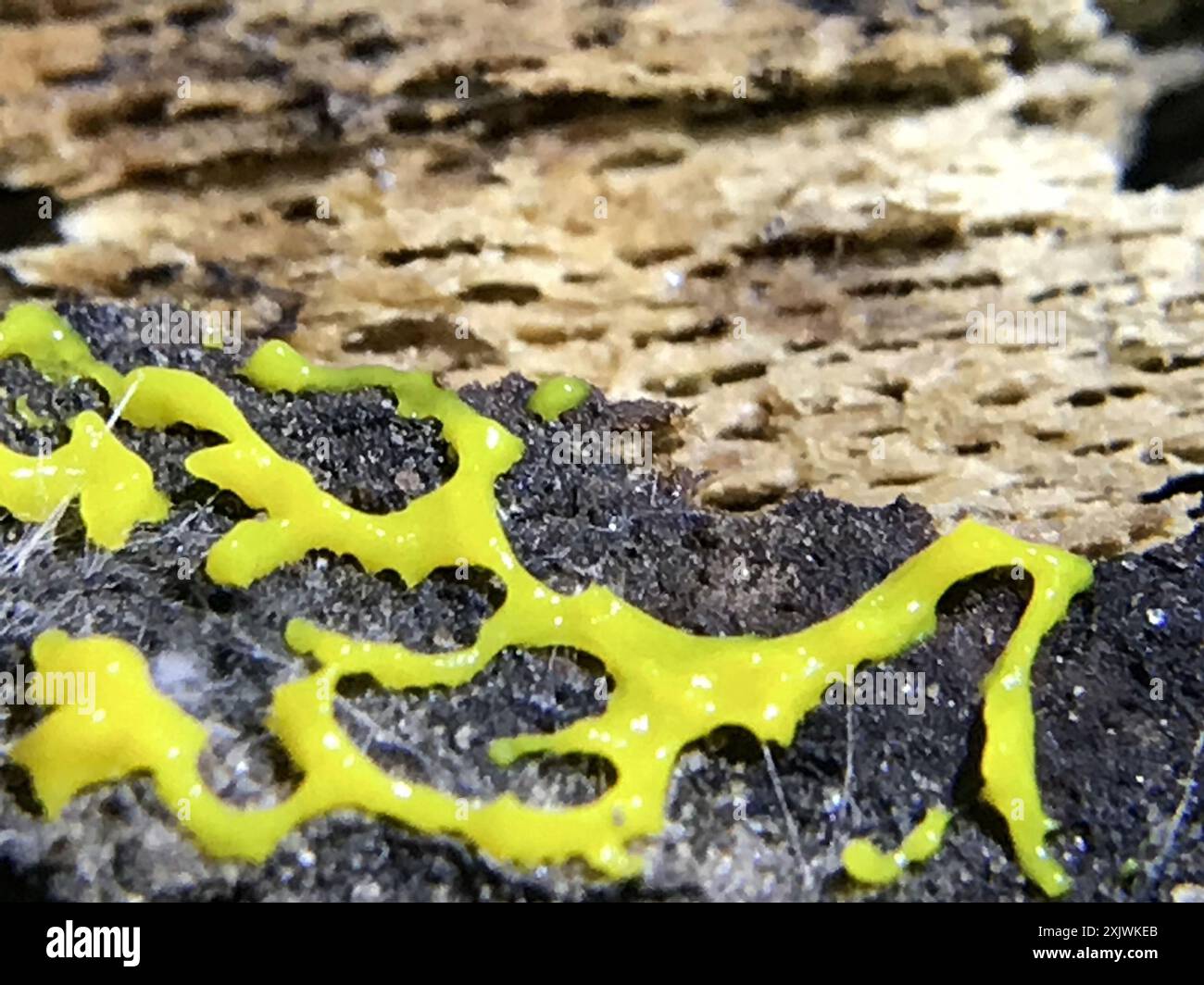 Physarum polycephalum hi-res stock photography and images - Alamy