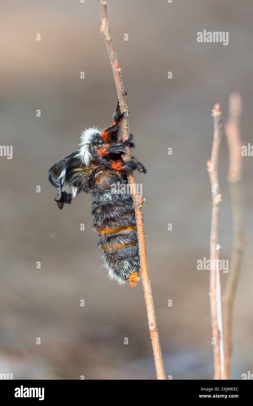 Buck Moth (Hemileuca maia) Insecta Stock Photo - Alamy