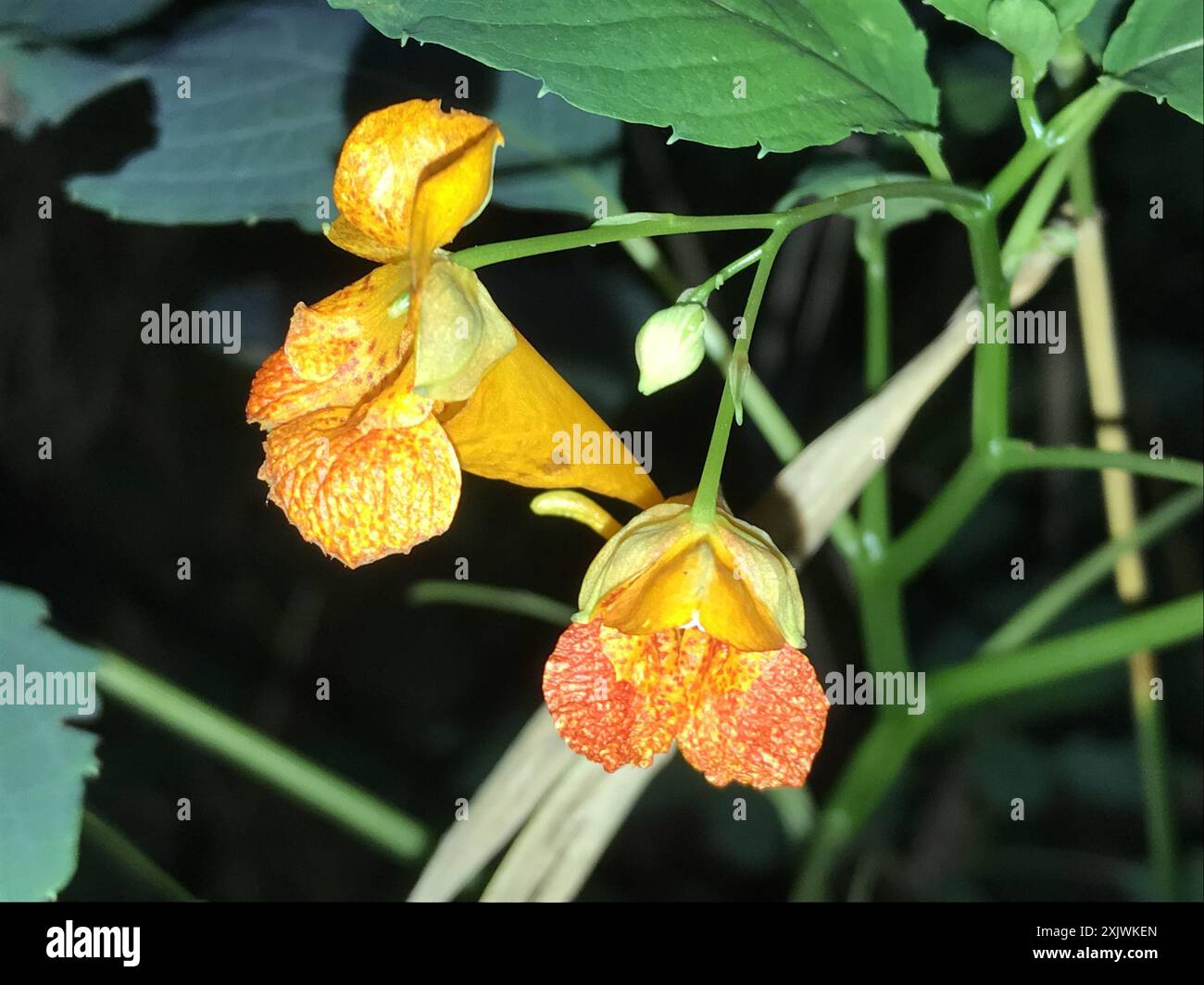 common jewelweed (Impatiens capensis) Plantae Stock Photo - Alamy