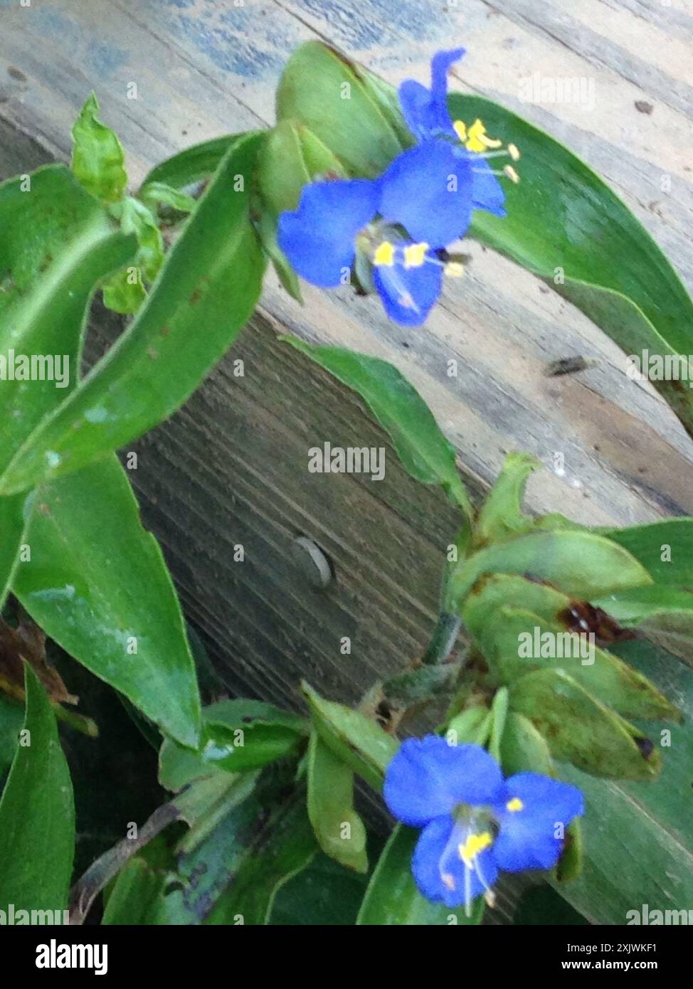 Virginia Dayflower (Commelina virginica) Plantae Stock Photo - Alamy
