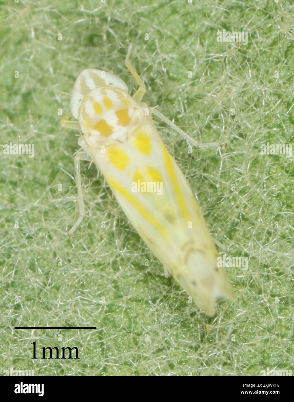 Sycamore Leafhopper (Alconeura quadrimaculata) Insecta Stock Photo - Alamy