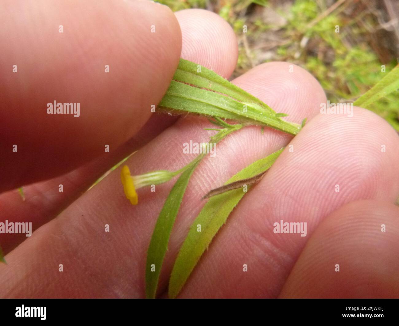 Slender Scratch Daisy (Croptilon divaricatum) Plantae Stock Photo - Alamy