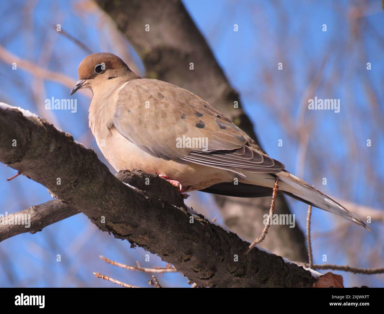 Mourning Dove (Zenaida macroura) Aves Stock Photo - Alamy