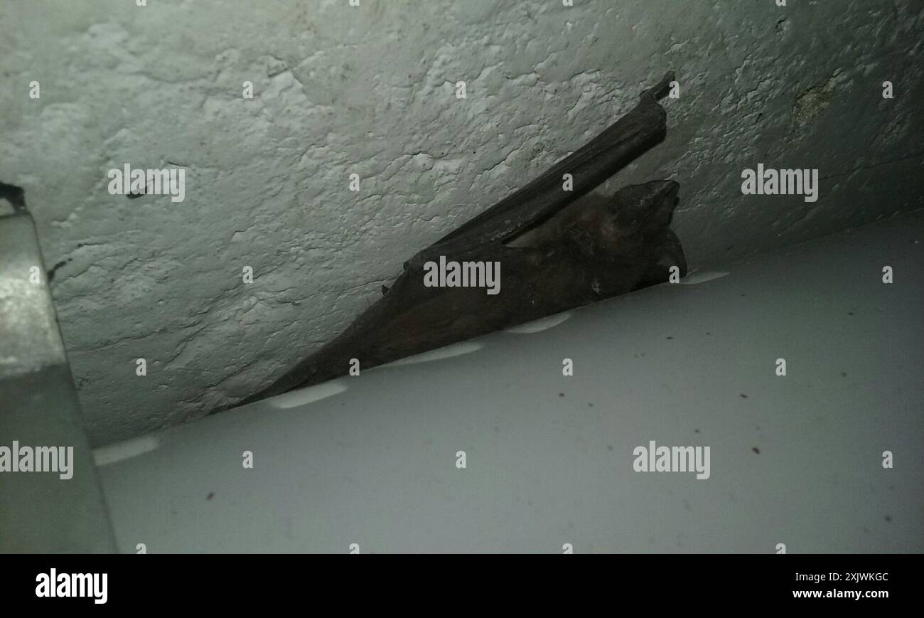 Mexican Free-tailed Bat (Tadarida brasiliensis) Mammalia Stock Photo ...