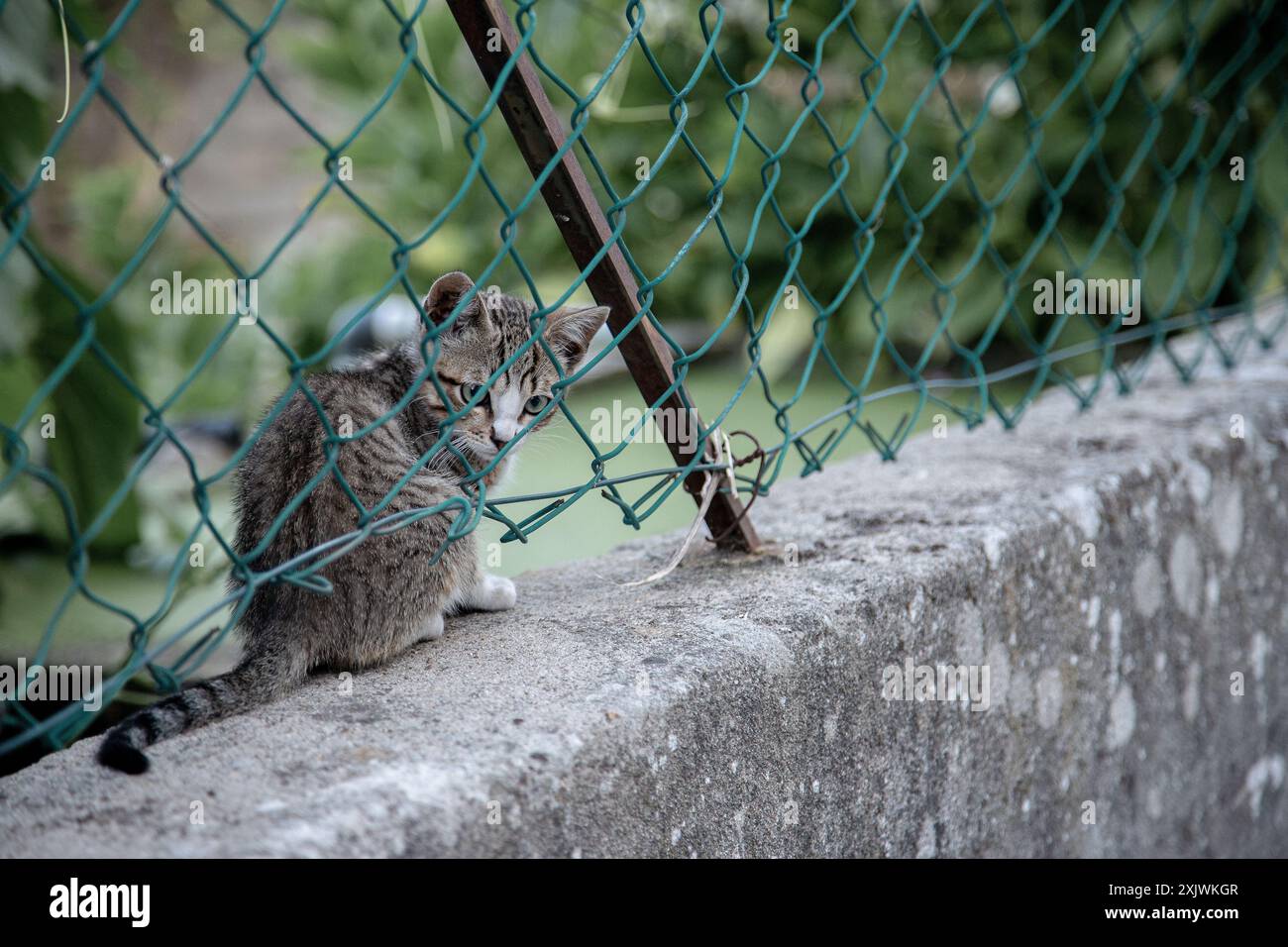 A curious kitten peers through a chain-link fence, sitting on a ...