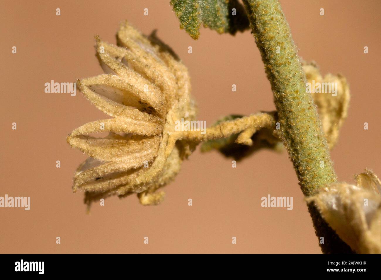 gray globemallow (Sphaeralcea incana) Plantae Stock Photo - Alamy