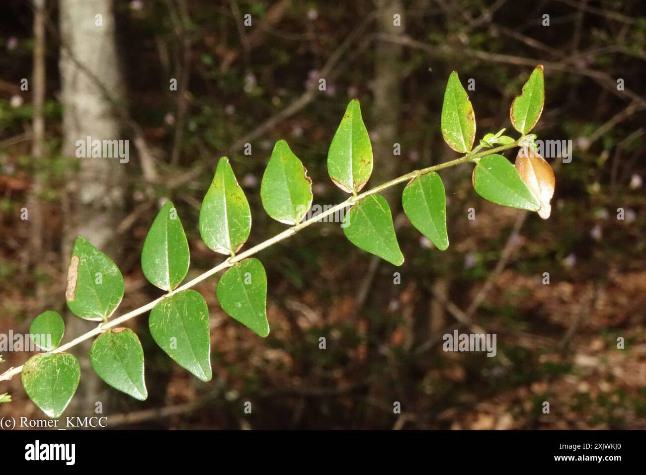 (Strychnos myrtoides) Plantae Stock Photo - Alamy