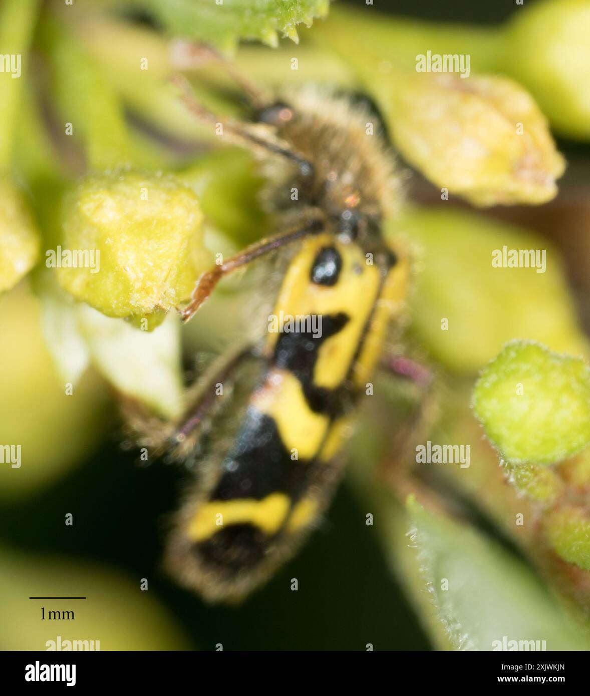 Ornate Checkered Beetle (Trichodes ornatus) Insecta Stock Photo - Alamy