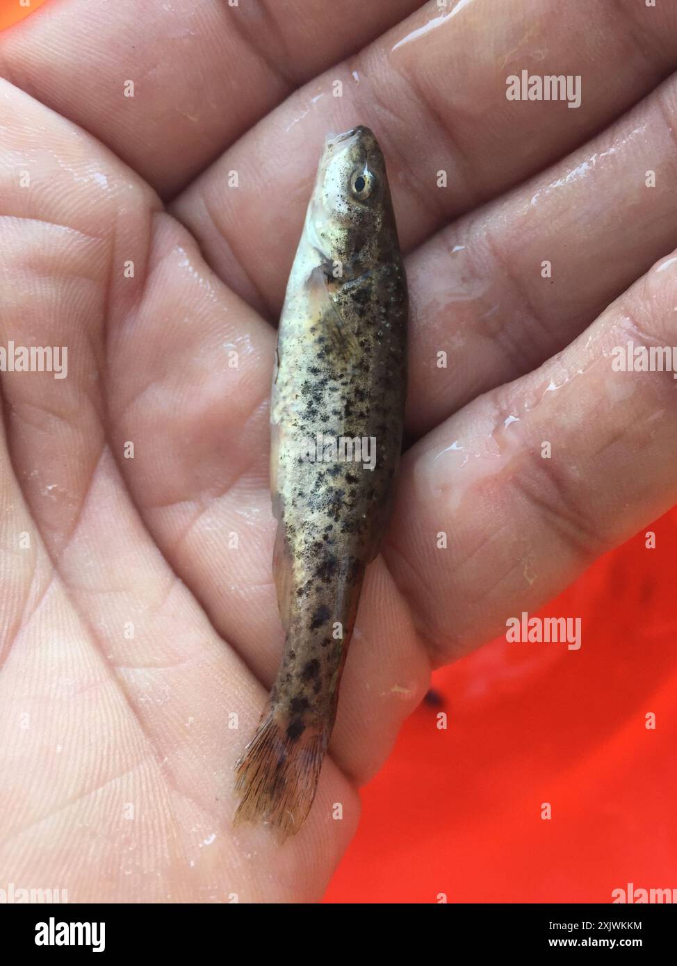 Lahontan Speckled Dace (Rhinichthys nevadensis robustus) Actinopterygii ...