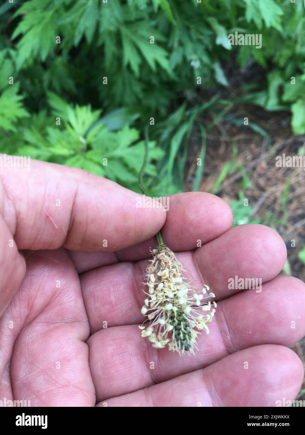 ribwort plantain (Plantago lanceolata) Plantae Stock Photo - Alamy