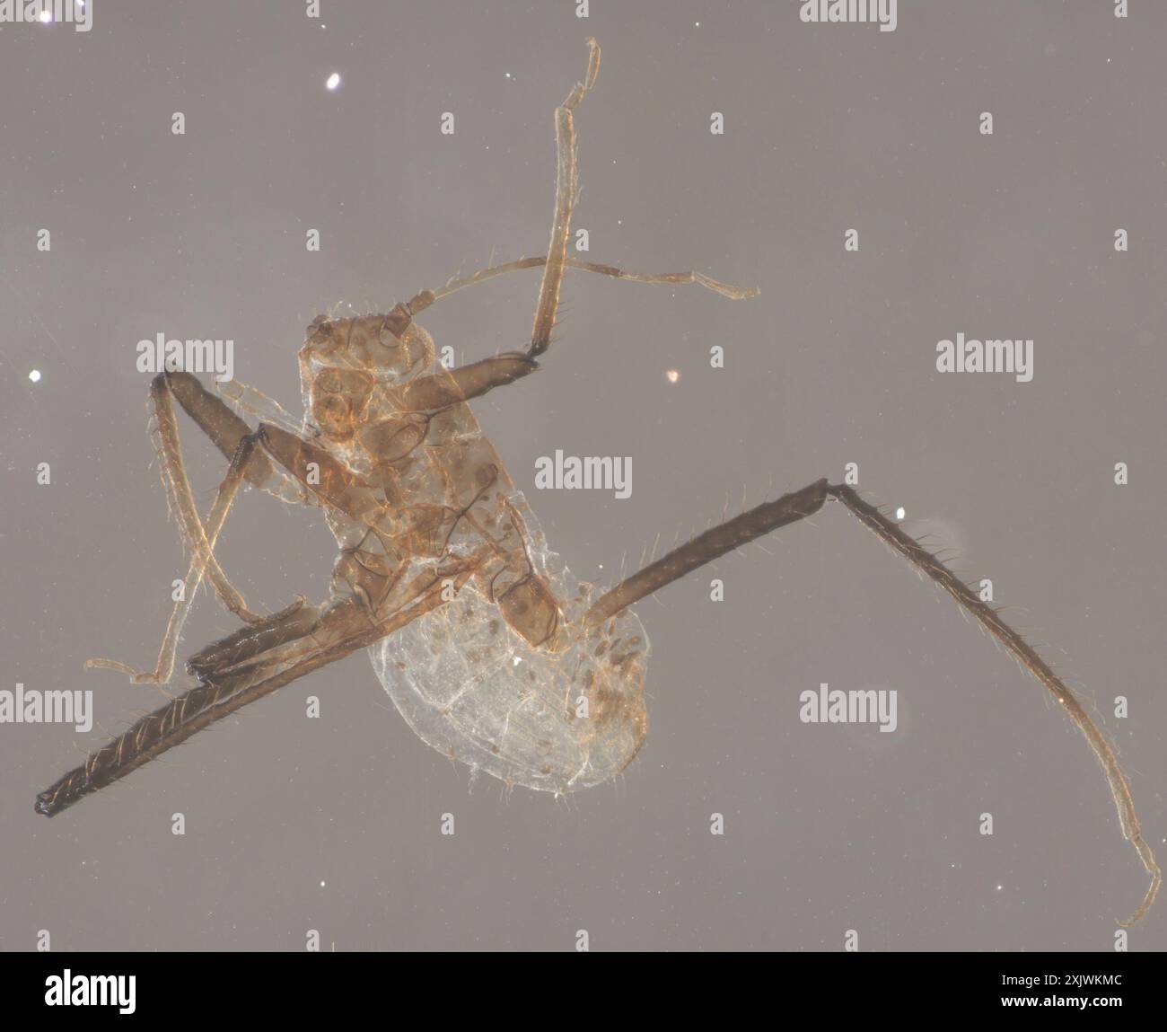 Eulachnus rileyi hi-res stock photography and images - Alamy