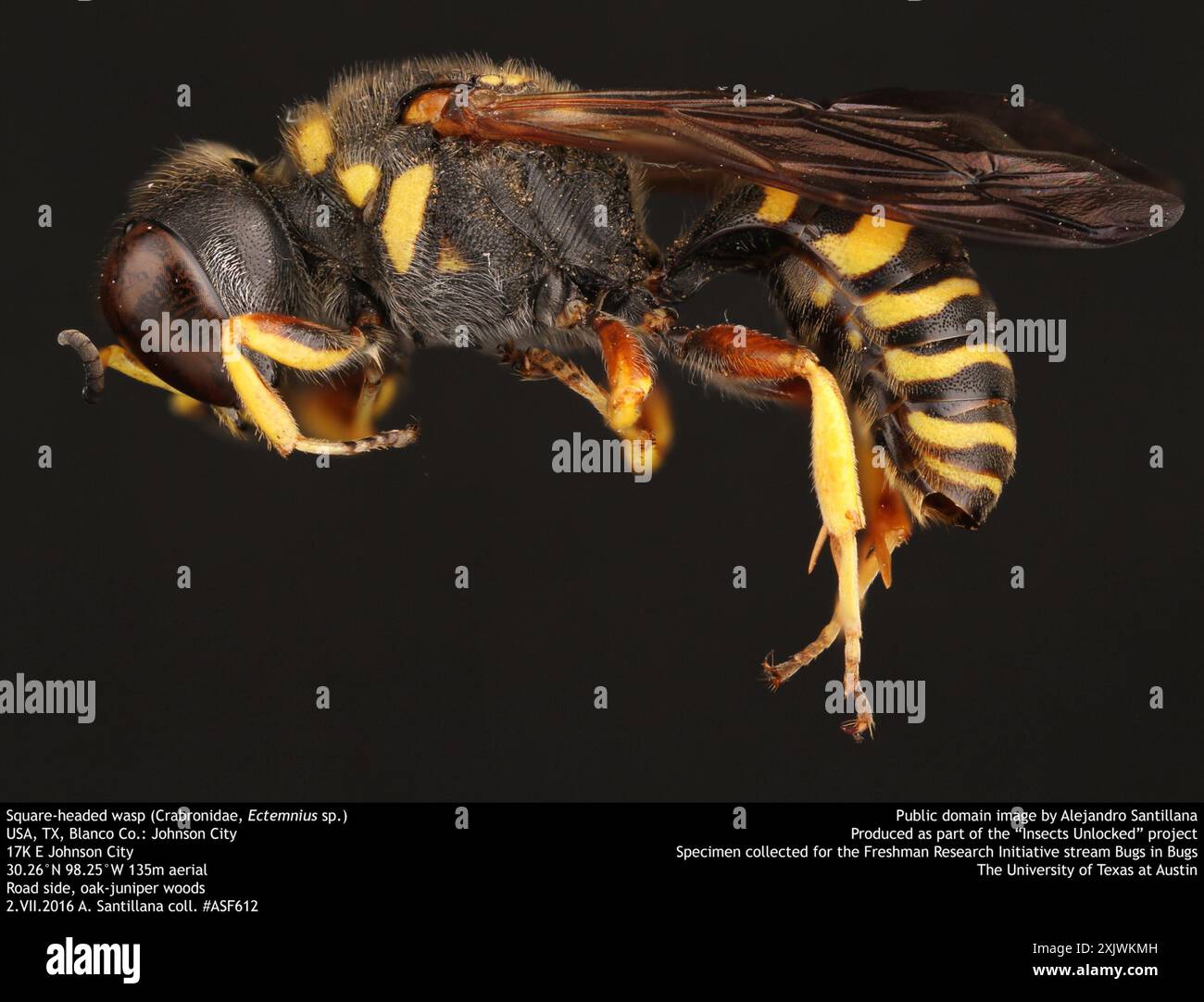 Decemmaculatus hi-res stock photography and images - Alamy