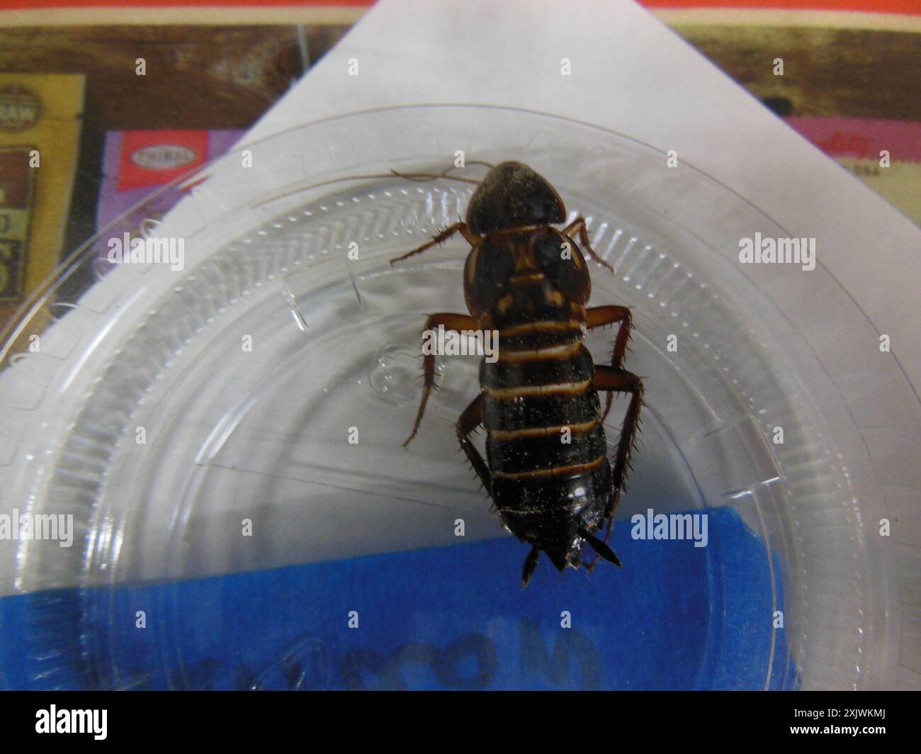 Turkestan Cockroach (Periplaneta lateralis) Insecta Stock Photo - Alamy