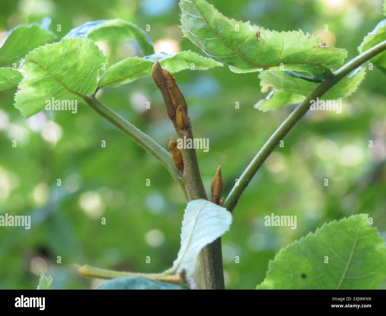 bitternut hickory (Carya cordiformis) Plantae Stock Photo - Alamy