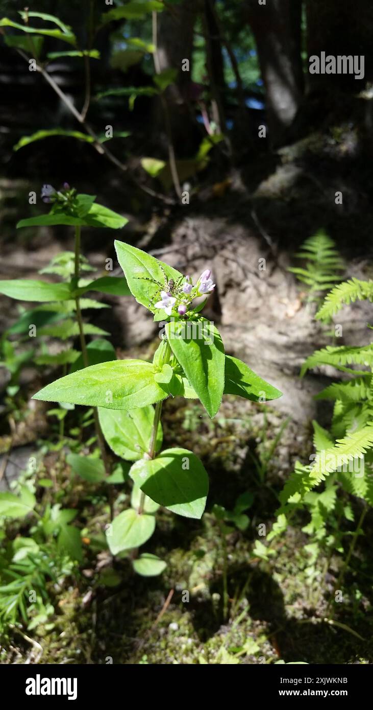 summer bluet (Houstonia purpurea) Plantae Stock Photo - Alamy